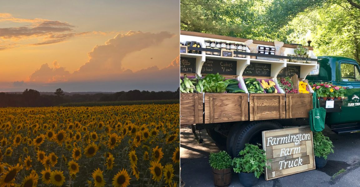 10 Connecticut Flower Farms And Garden Markets Made For A Bright Summer ...