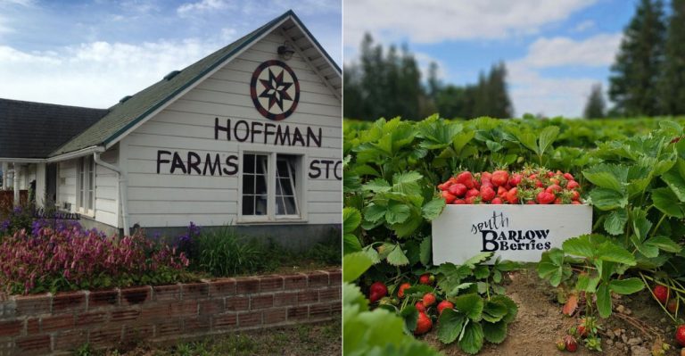 12 Oregon Strawberry Farms And Stands Where June Tastes Like The Whole ...