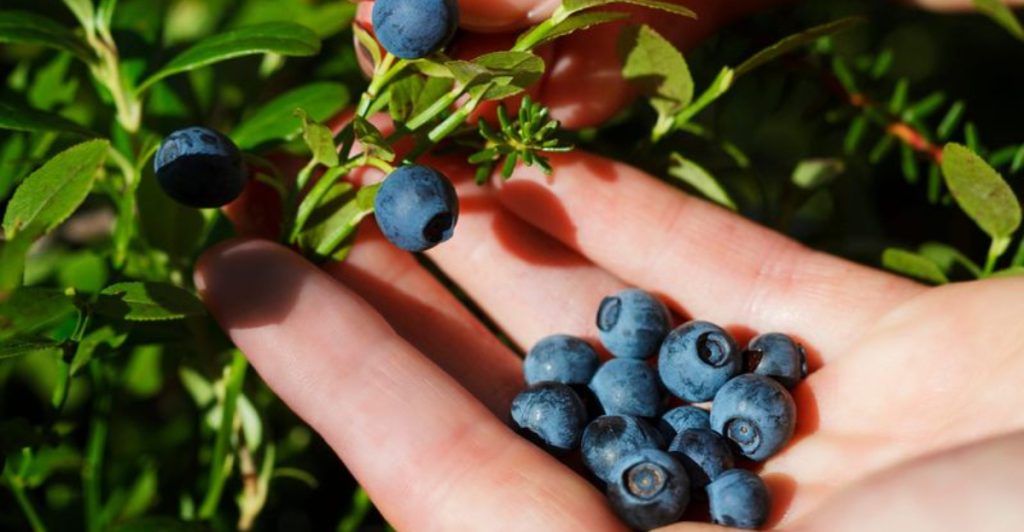 13 Common Mistakes People Make With Blueberries