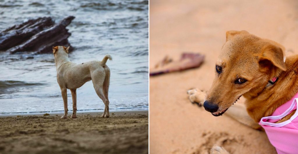 13 Dog-Friendly Beaches In Michigan Every Pet Parent Needs To Know