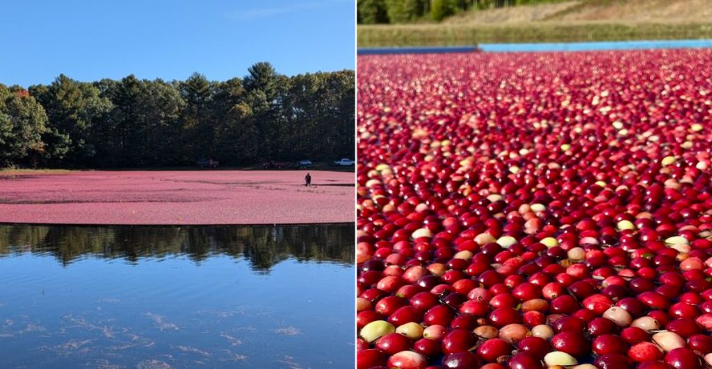 9 Massachusetts Cranberry Bog Stops That Turn Fall Harvest Into A Red ...