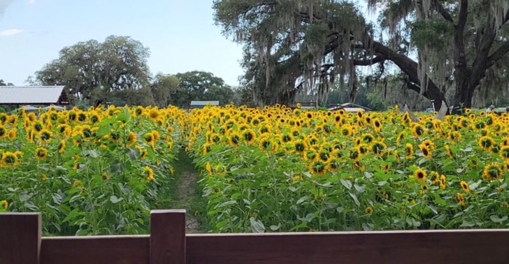 A Florida 120-Acre Family Farm Has Sunflower Fields So Stunning They ...