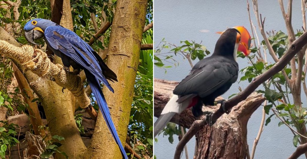 A Pennsylvania Bird Rescue Where Visitors Hand-Feed Colorful Parrots ...