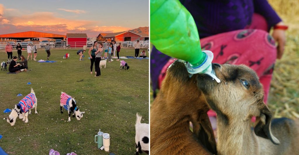 Arizona Has Farms Where You Can Bottle Feed Baby Goats And Sneak In All ...