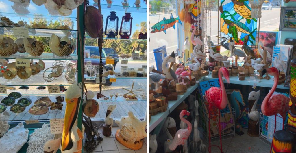 Discover Rare Junonia Shells And Ocean Treasures At This One-Of-A-Kind ...
