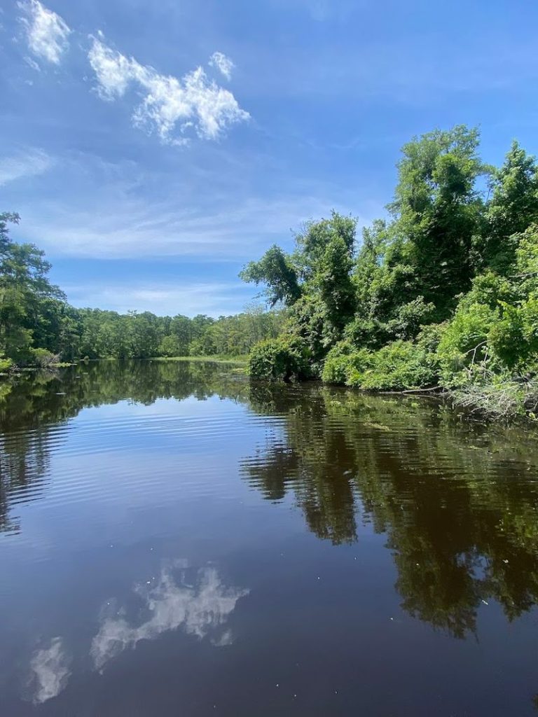 This Louisiana Swamp Boat Tour Is One Of The State's Most Unforgettable ...