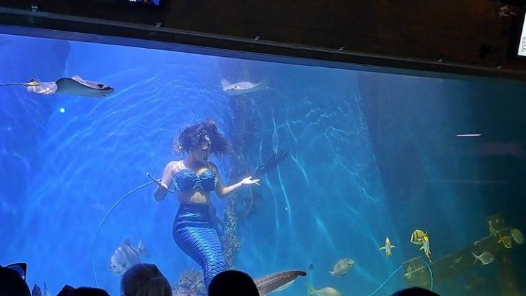 Florida Is Hiding A Magical Aquarium Where You Can Finally Meet A Real ...