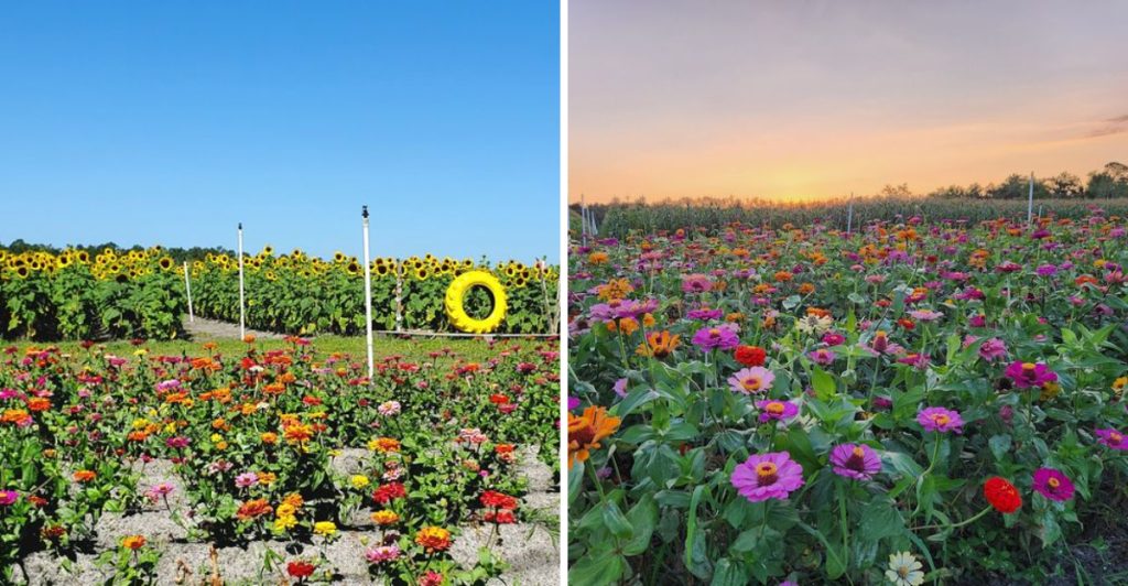 Florida's U-Pick Tulip Farm That Becomes A Local Tradition Each Spring