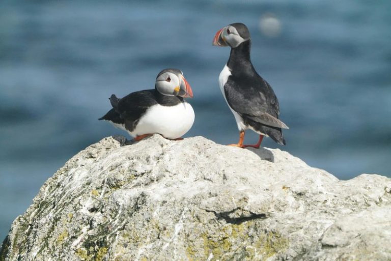 Everything You Need To Know About Seeing Puffins In Maine