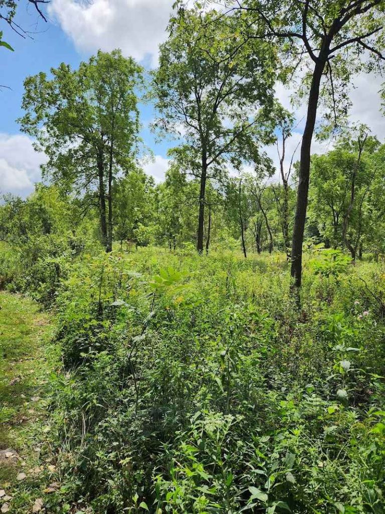 Illinois' Native Prairie Turns Into A Wildflower Wonderland Every Spring