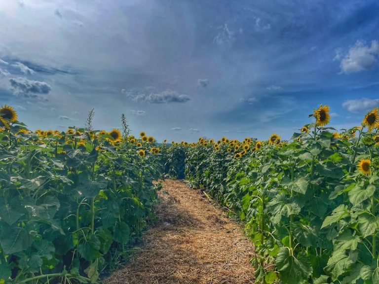 12 Illinois Flower Farms You Can Visit This Spring