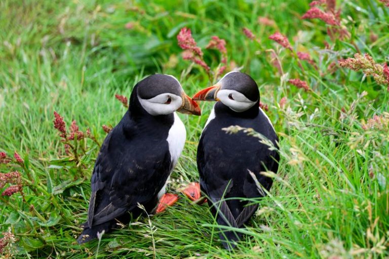 Everything You Need To Know About Seeing Puffins In Maine