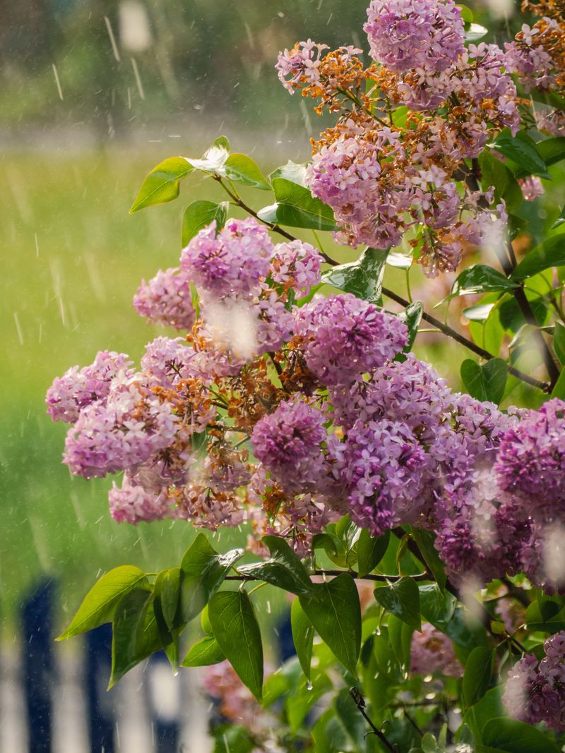 This Michigan Island Hosts A Lilac Festival In June That Signals That ...