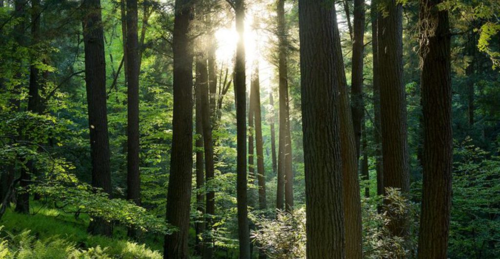 The Enchanting Pennsylvania Forest Trail That Looks Straight Out Of A ...