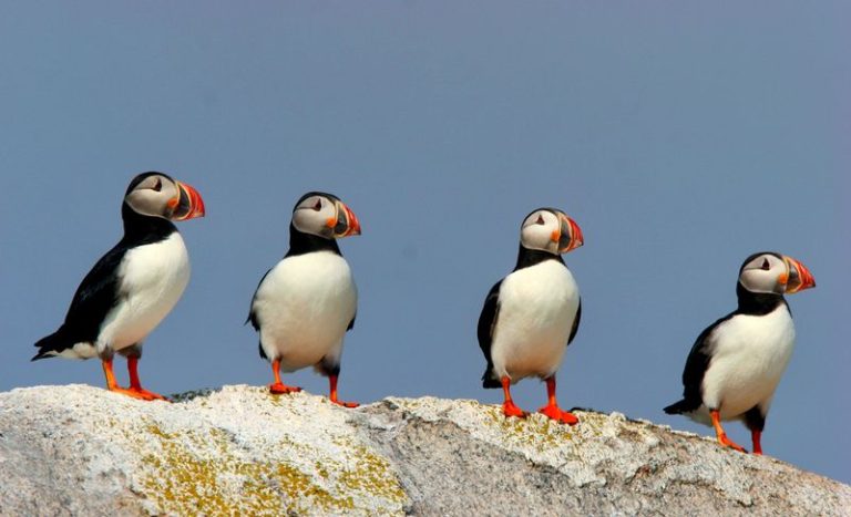 Everything You Need To Know About Seeing Puffins In Maine