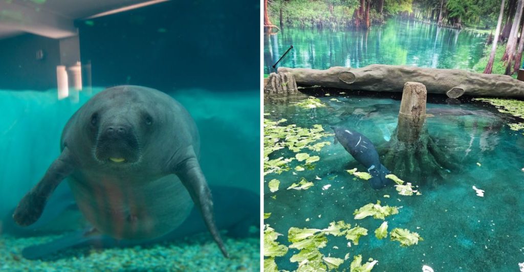 The World’s Oldest Manatee Lived In Florida, And His Story Still Moves ...