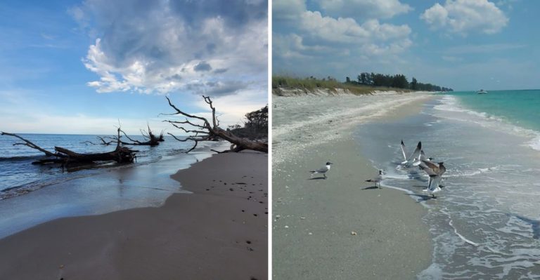 These Are The Best Florida Beaches To Find Shark Teeth, Fossils, Sea ...