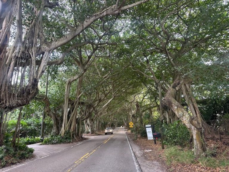 This 20-Mile Tree Tunnel In Florida Is So Magical, You Will Feel Like ...