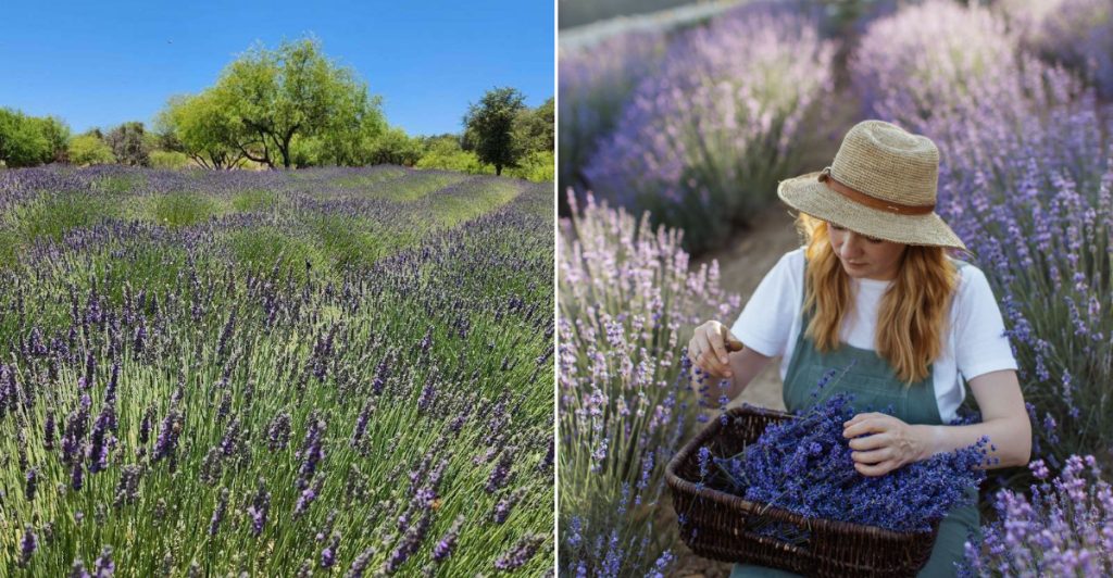 This Arizona Lavender Farm Turns A Desert Drive Into A Purple-Scented ...