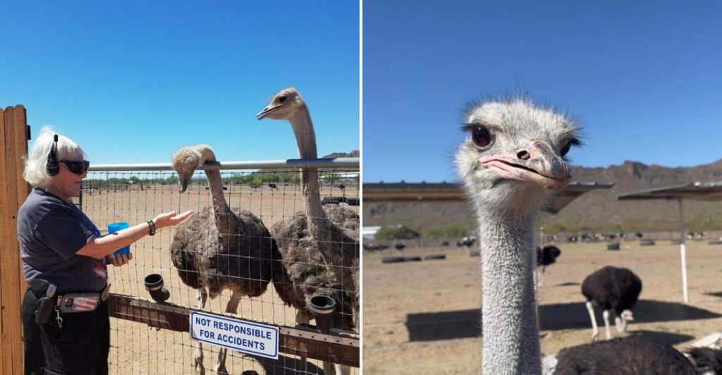 This Arizona Ostrich Ranch Lets You Feed Giant Birds In One Of The ...