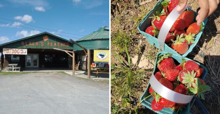 This Charming Flower Farm In South Carolina Is A Bloom Lover's Dream