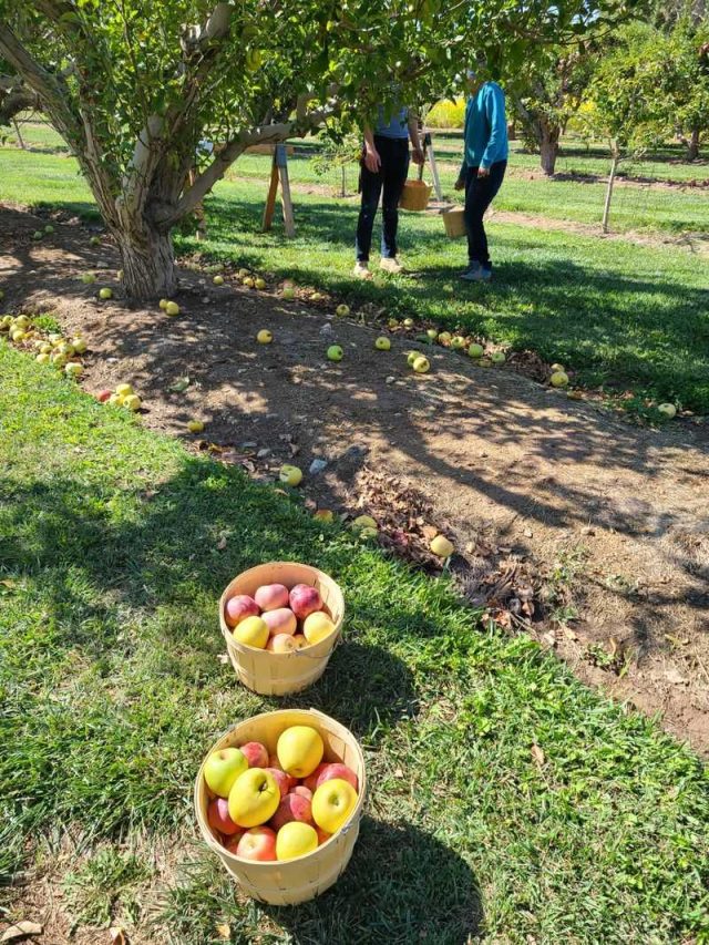 This Colorado U-Pick Farm Lets You Fill A Basket Straight From The Rows