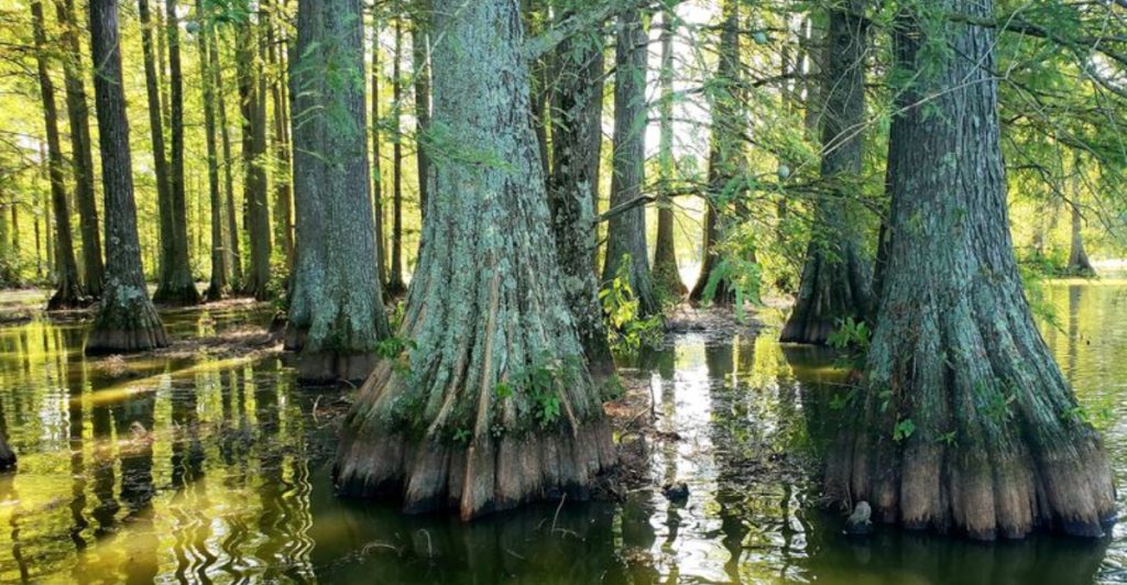 This Delaware Pond Lets You Paddle Through A Bald Cypress Swamp That ...