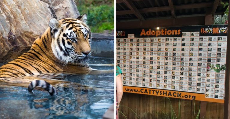This Florida Big Cat Experience In Jacksonville Lets You See Every ...