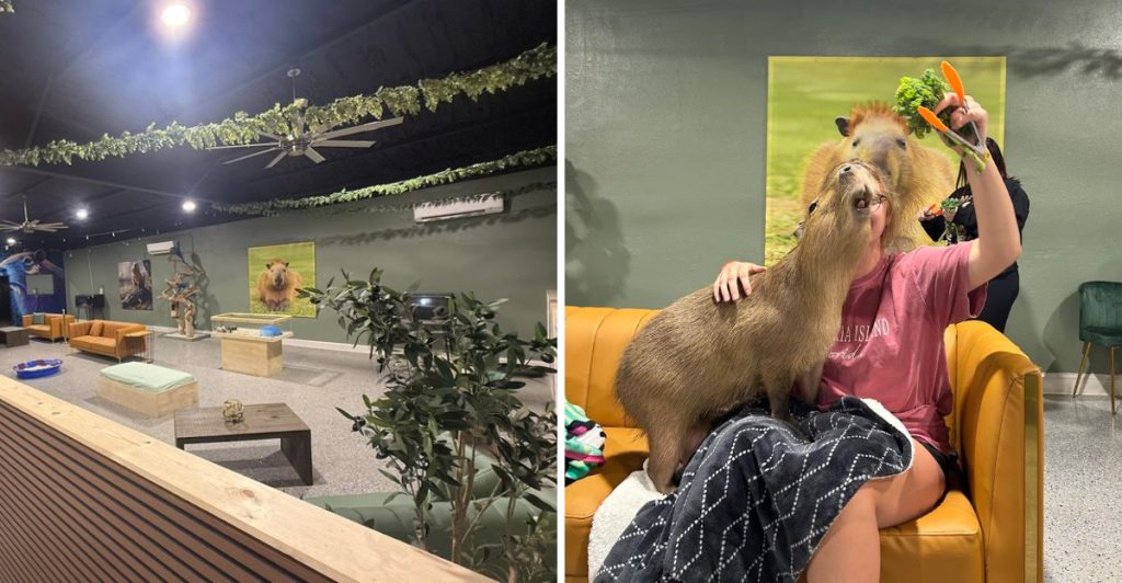 This Florida Cafe Near St. Pete Lets You Meet Capybaras And People Can ...