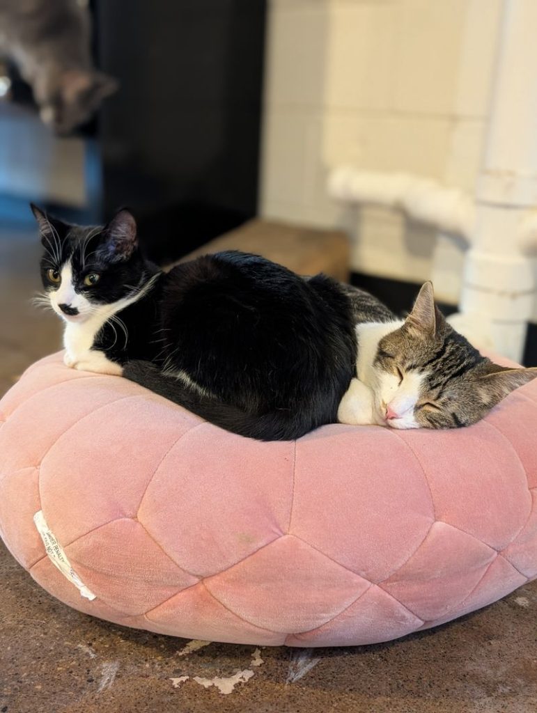 This Hidden Cat Cafe In Michigan Lets You Cuddle Adoptable Kitties ...
