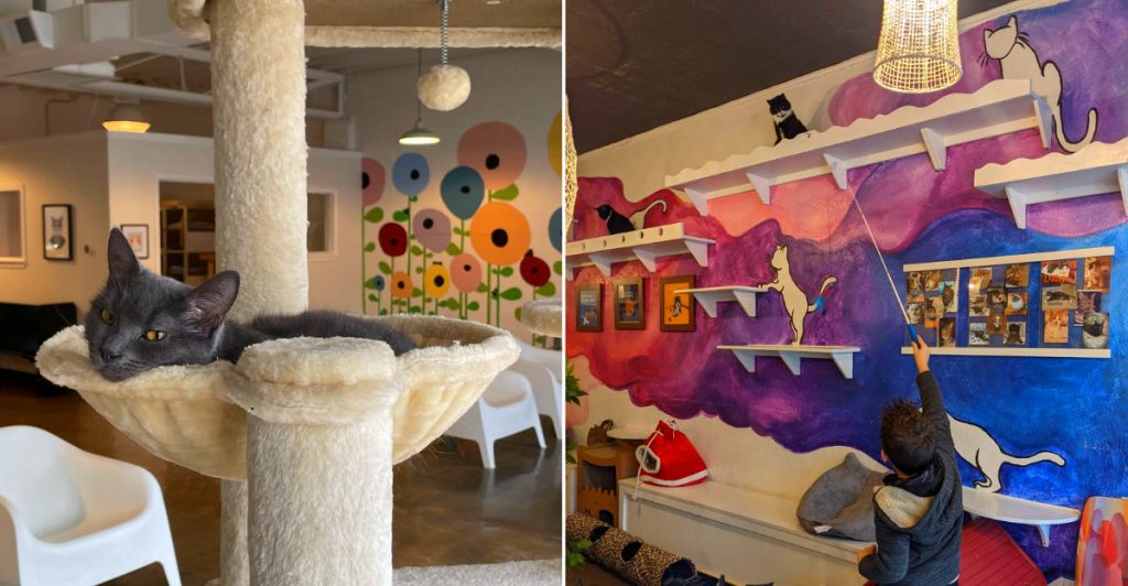 This Hidden Cat Cafe In Michigan Lets You Cuddle Adoptable Kitties ...