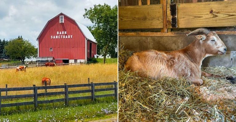 This Hidden Michigan Farm Sanctuary Lets You Meet Rescued Animals And ...