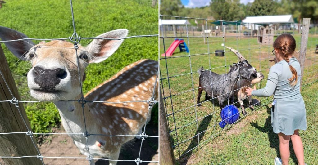 This Hidden Ohio Sanctuary Is A Refuge For Big Cats And Other Exotic ...