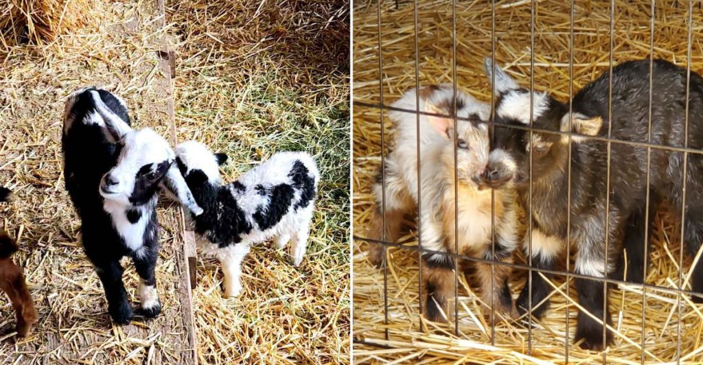This Illinois Farm Experience Includes Bottle-Feeding Baby Goats