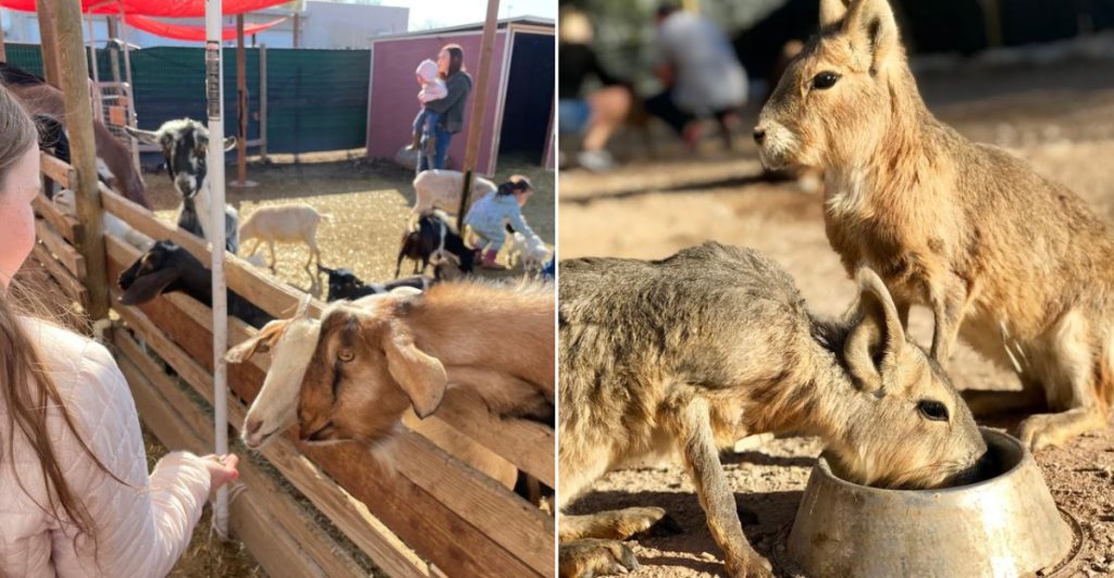 This Marana, Arizona Animal Encounter Lets You Meet Capybaras And Other ...