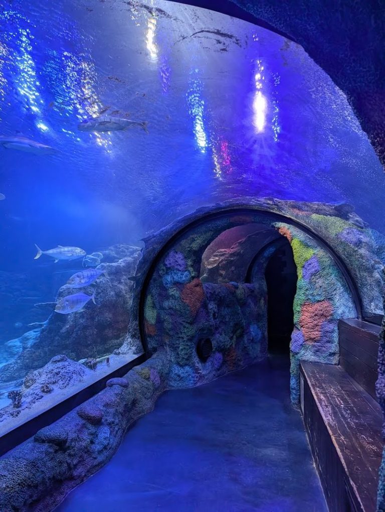 This Michigan Spot Lets You Walk Through A Tropical Ocean