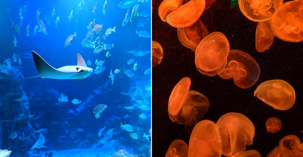 This Michigan Spot Lets You Walk Through A Tropical Ocean