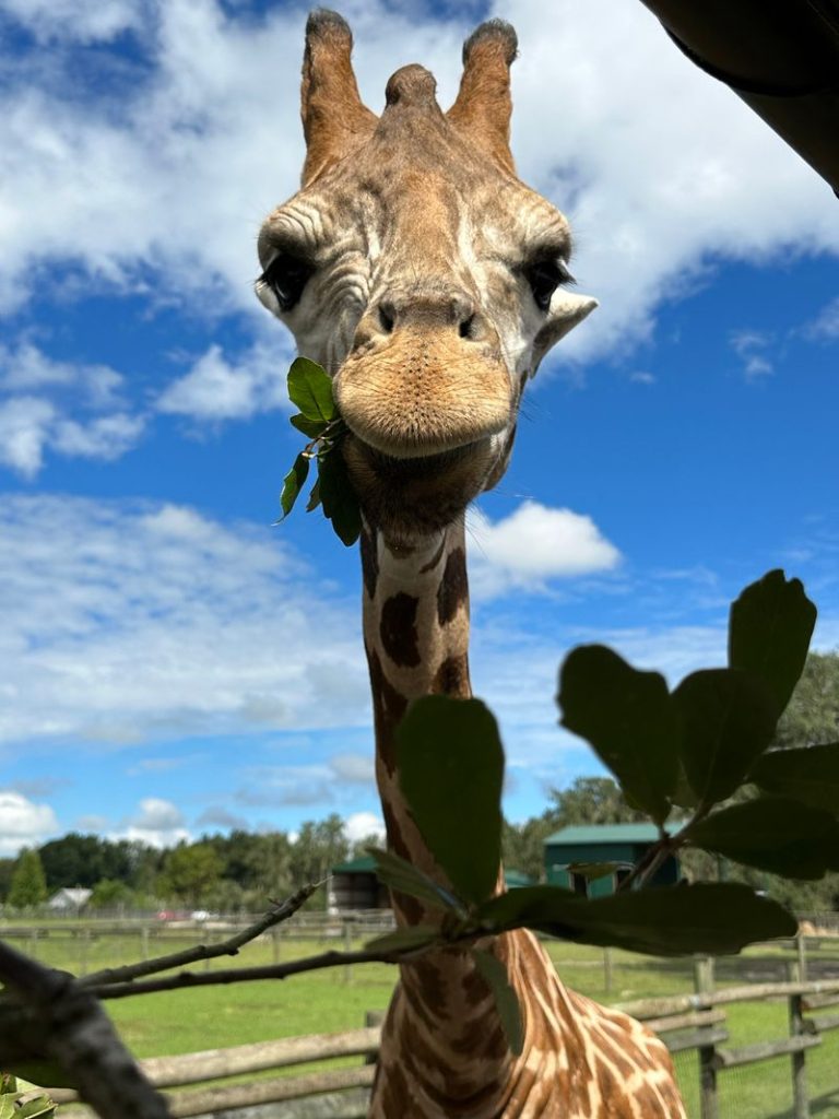 This Mini Giraffe Ranch In Florida Lets You Get Up Close With African ...