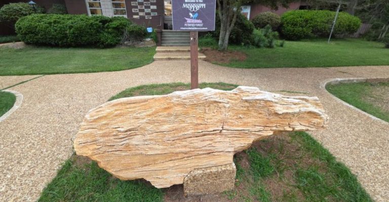 This Mississippi Forest Is Filled With Trees That Turned To Stone 36 ...