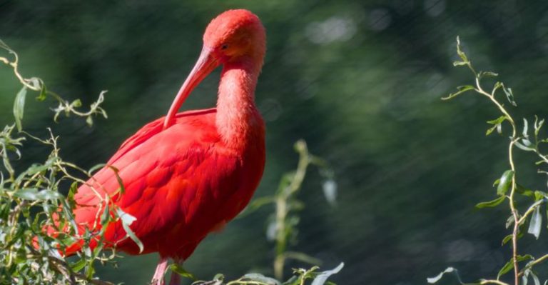 This North Carolina Bird Park Turns A Quiet Country Drive Into A Walk ...