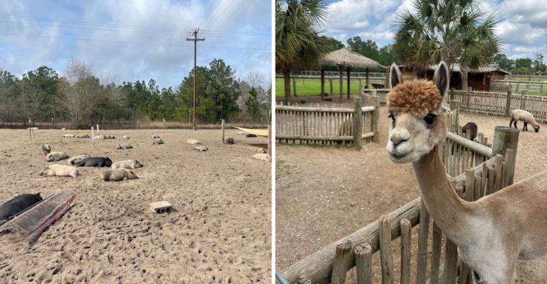 This Peaceful South Carolina Sanctuary Gives Elderly Animals A Loving ...