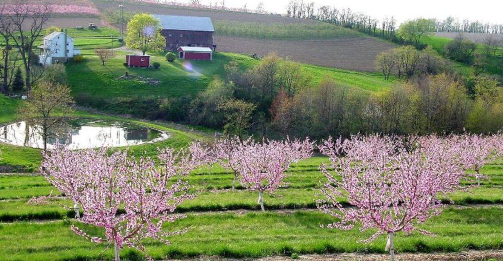 This Pennsylvania Orchard Has U-Pick Fruit, Apple Trees, And A Quiet ...
