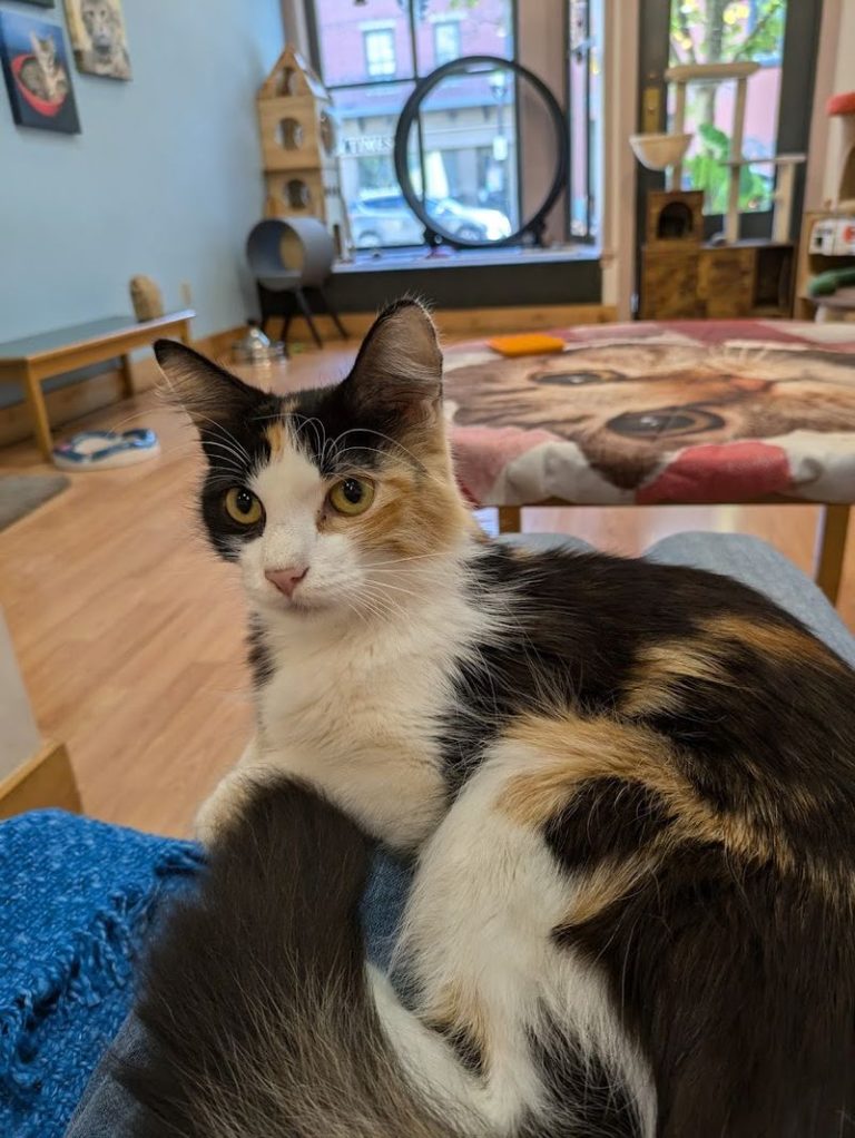 This Philadelphia, Pennsylvania Cat Cafe Is A Hidden Gem For Animal Lovers