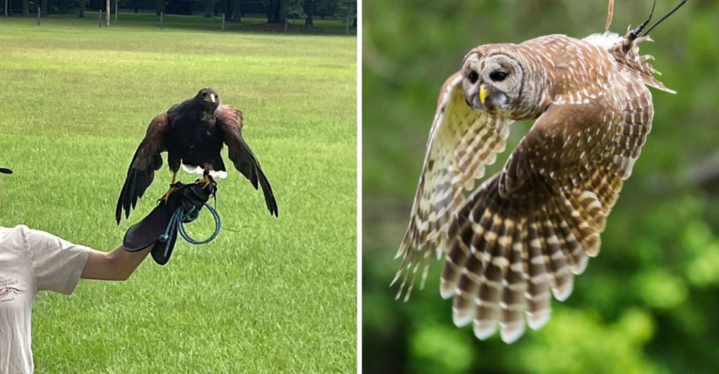 This South Carolina Animal Sanctuary Is Where Hollywood's Fuzziest ...