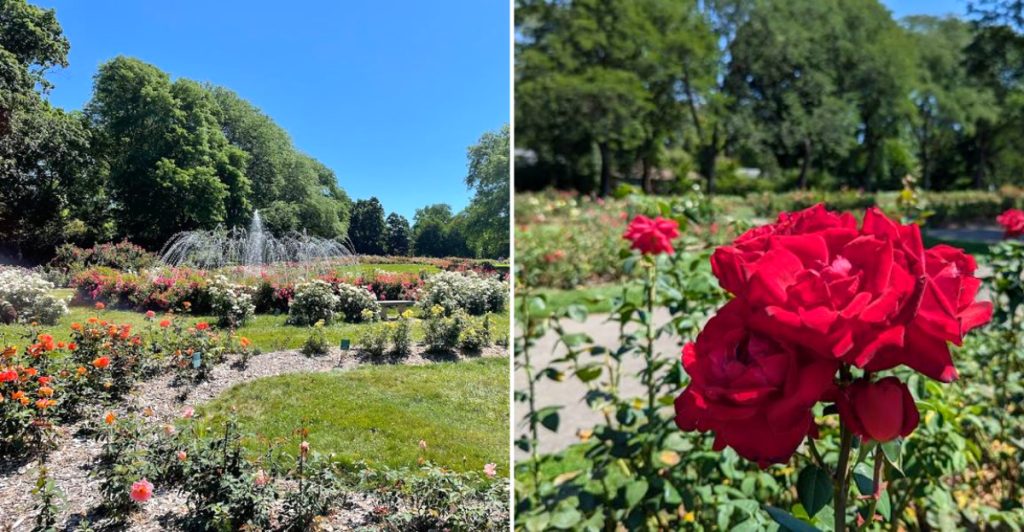 This Stunning Rose Garden In Ohio Has Thousands Of Blooms Waiting To Be ...