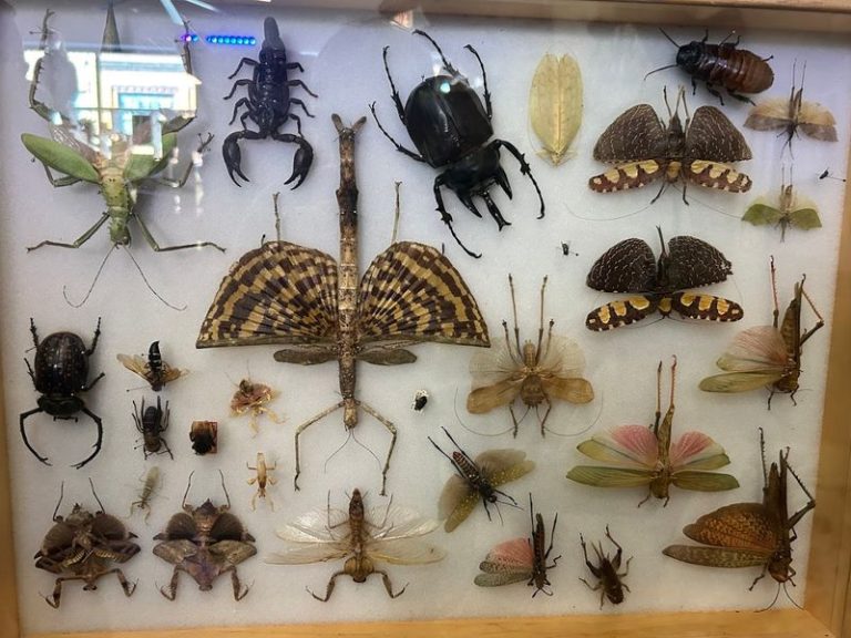This Unique Illinois Insect Museum Is Equal Parts Creepy And Captivating