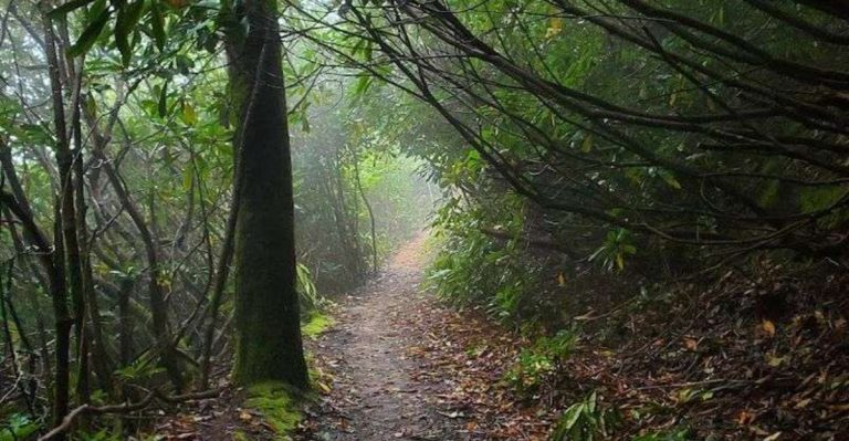 This Virginia Hike Leads To A Sandstone Maze That Feels Hidden Above ...