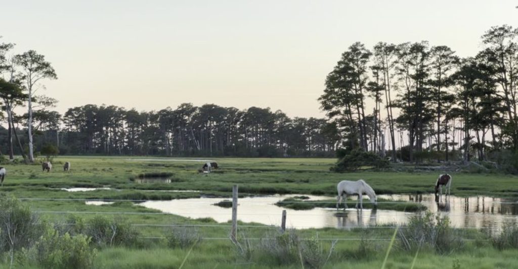 This Virginia Refuge Hides Wild Ponies, Marsh Trails, And One Of The ...