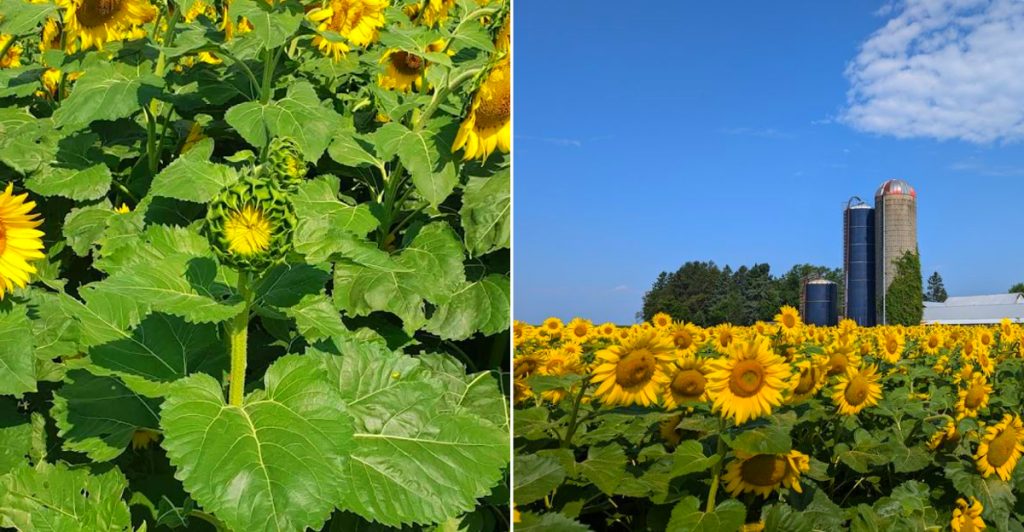 This West Michigan Sunflower Farm Explodes Into Over 300,000 Blooms ...