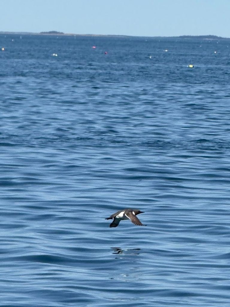 Everything You Need To Know About Seeing Puffins In Maine